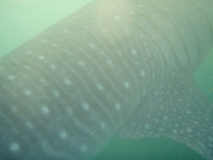 Why snorkelling with Whalesharks should definitely be on your bucket ...